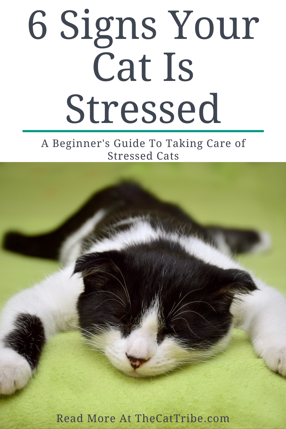 6 signs your cat is stressed, #3 Is A Shock | The Cat Tribe