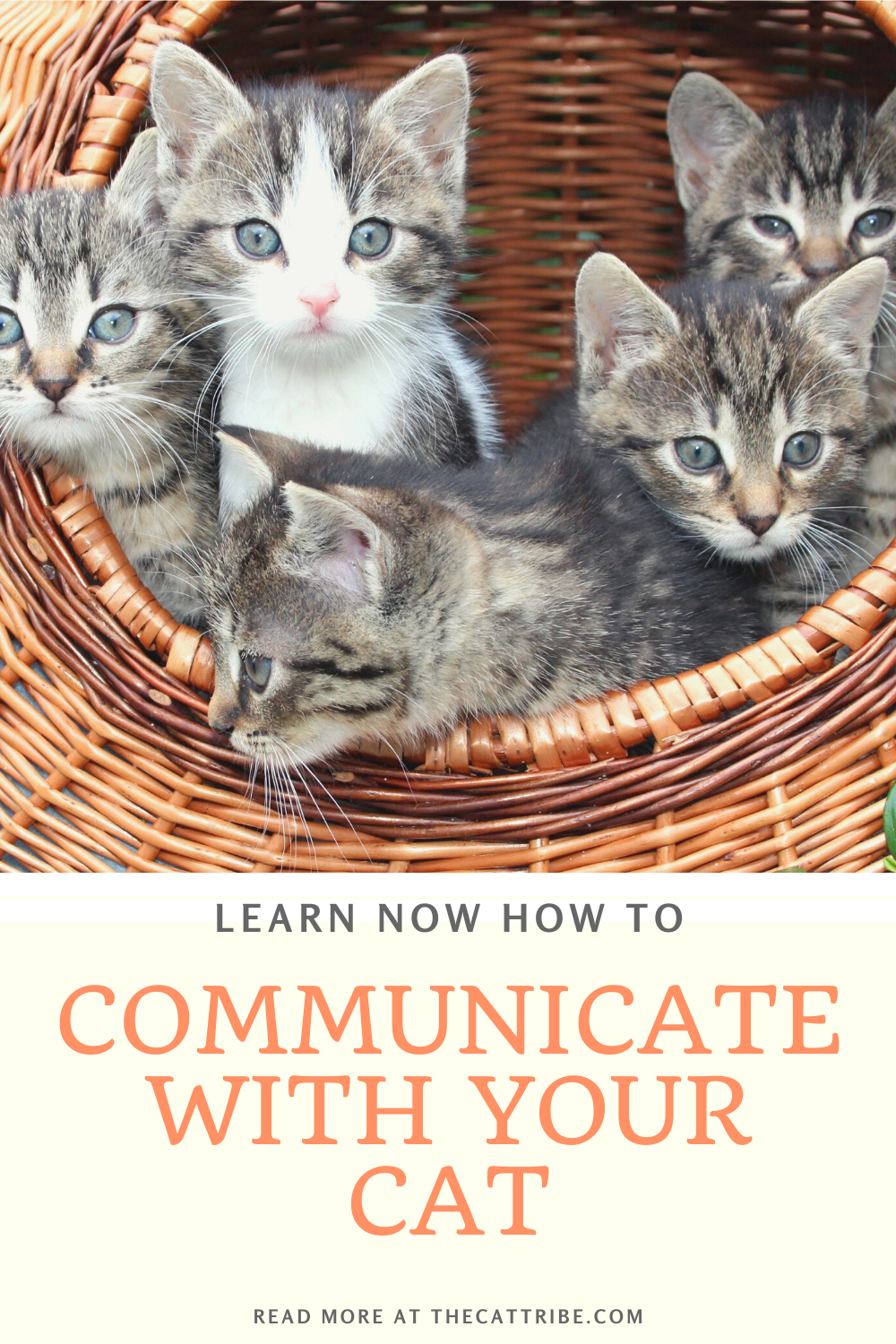Instantly Learn How To Communicate With Your Cat. Check #3!