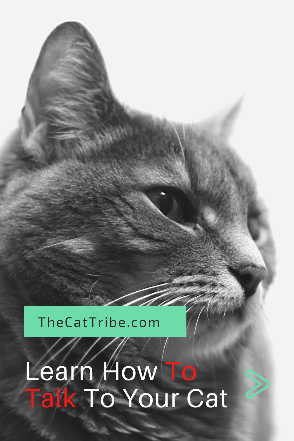 Instantly Learn How To Communicate With Your Cat. Check #3!