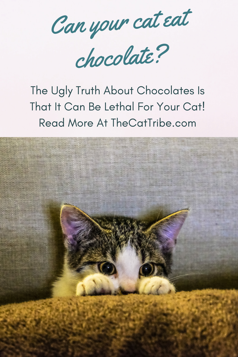Can Cats Eat Chocolate? 2 Dangerous Facts And How To Protect Your Cat ...