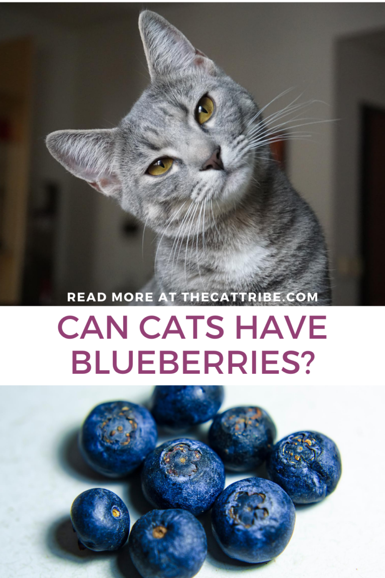 Can Cats Have Blueberries? 5 Essential Benefits Of Blueberries For Your ...