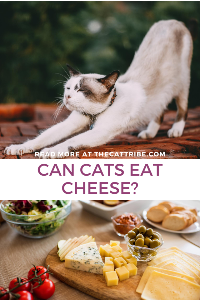 Can Cats Eat Cheese? 2 Controversial Answers About Cats And Cheese ...
