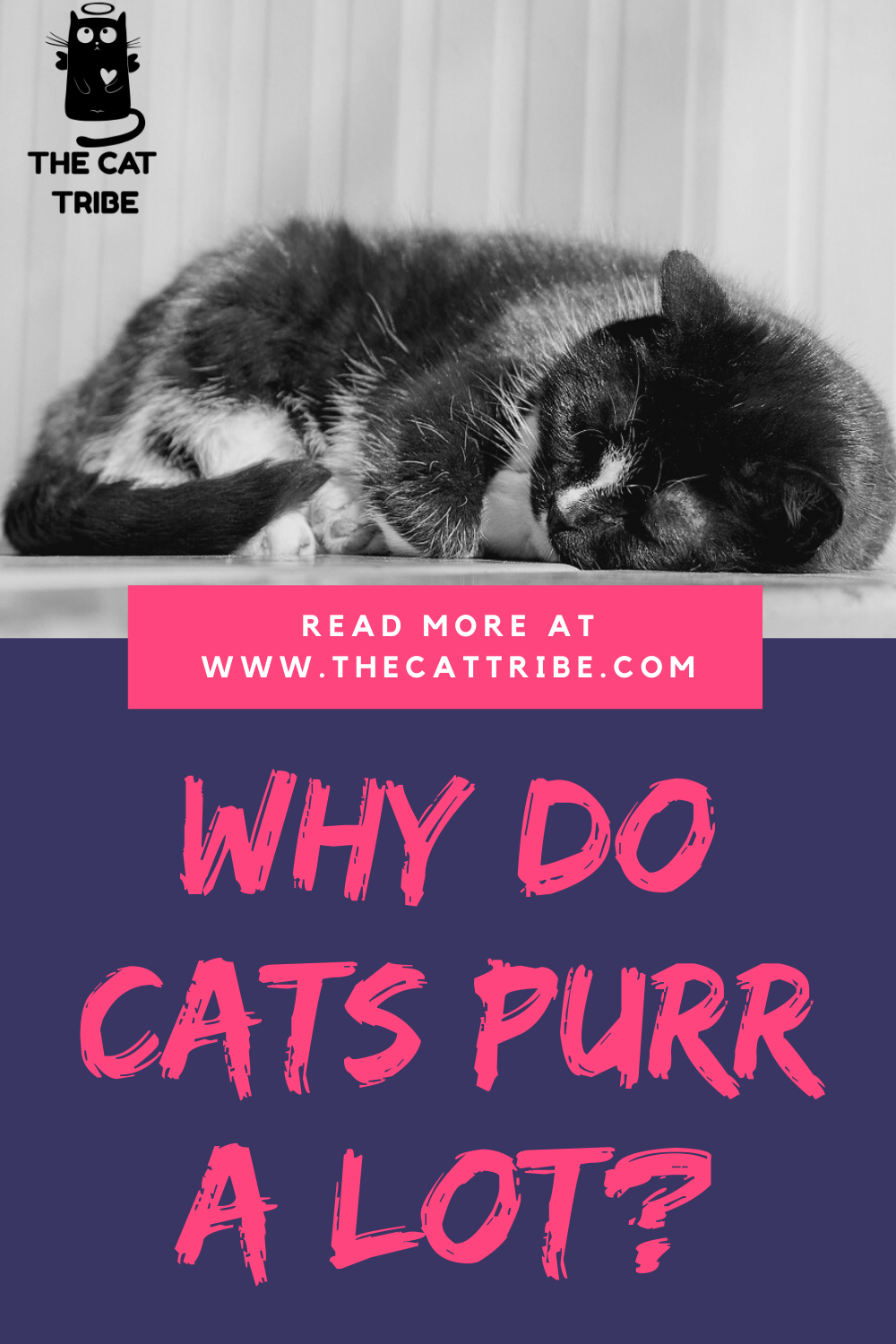 Why Do Cats Purr A Lot? 6 Important Reasons Why Do Cats Purr A Lot ...