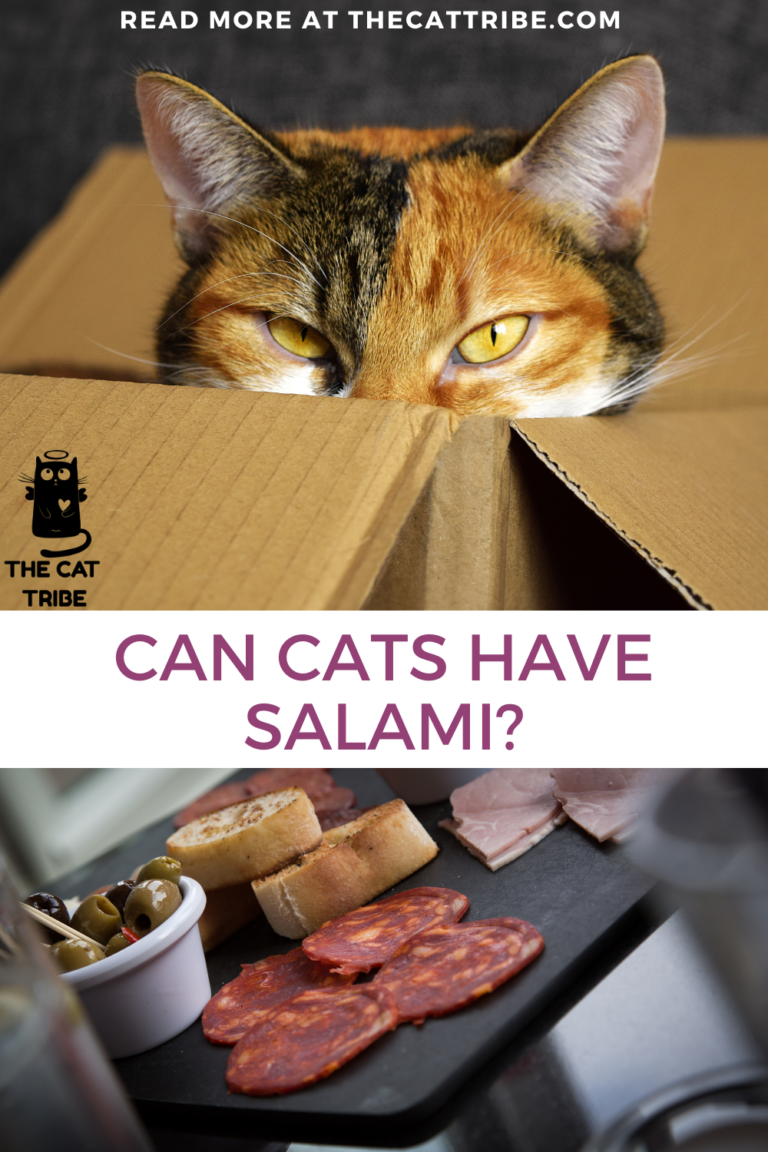 Can Cats Have Salami? 5 Life-Threatening Conditions To Your Cat To ...
