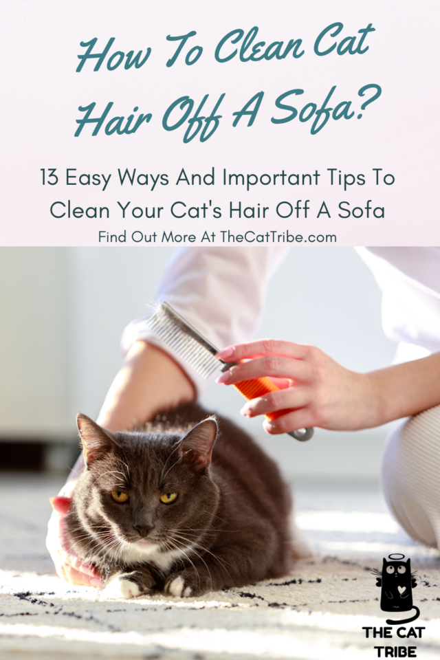 How To Clean Cat Hair Off A Sofa? 13 Easy Ways And Important Tips To ...
